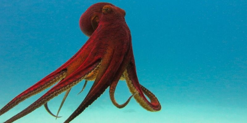 Do all octopus have 8 limbs? [2022] 🐬 | Animalia-life.club