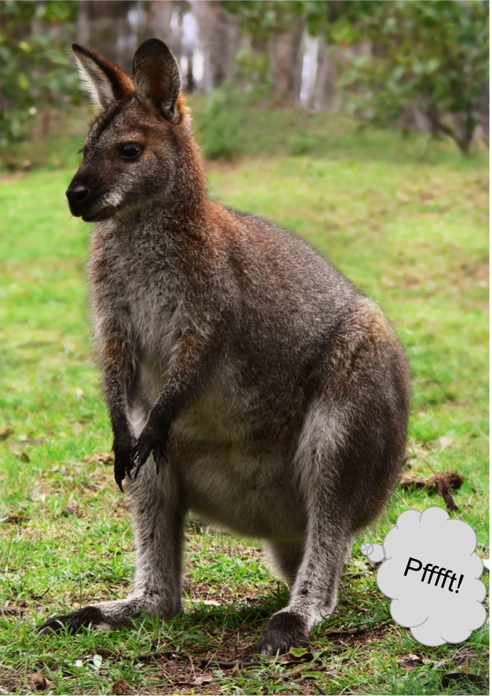 Do kangaroos Burp and fart? [2022] 🐬 | Animalia-life.club