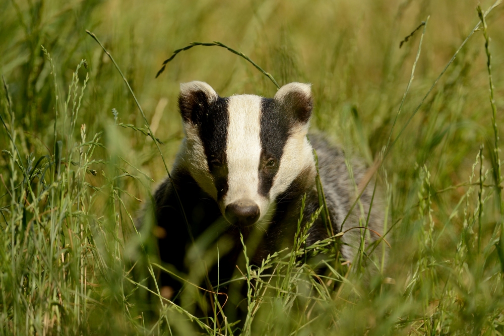Why are badgers going extinct? [2022] 🐬 | Animalia-life.club